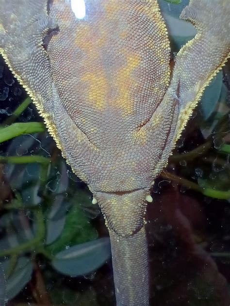 Gecko Sex R Crestedgecko