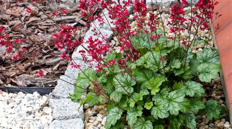 How To Plant Grow And Care For Coral Bells Heuchera