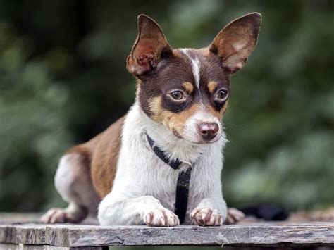 Chihuahua Breeds Mix