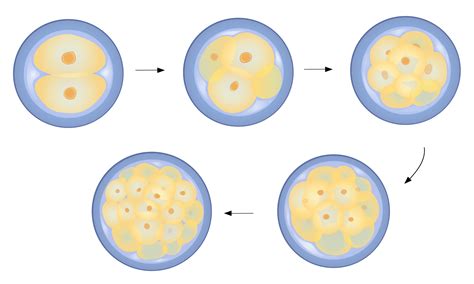 152 The First Two Weeks Introduction To The Evolution And Biology Of Sex
