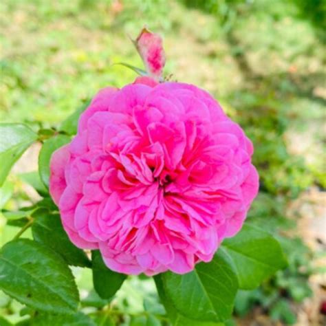 Nilofar Nilofar Università Degli Studi G Dannunzio Chieti E Pescara