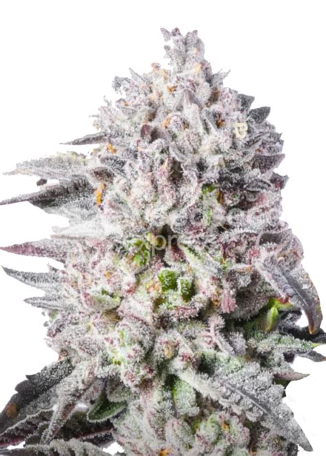 Permanent Marker Feminized Seeds Strain Info Permanent Marker