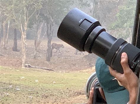 Img 4449 Tigers And Lens Keyan Bowes