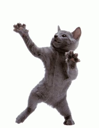 Dance Cat Meme Dance Cat Discover And Share S