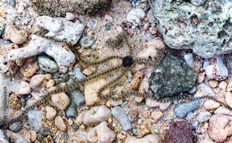 Scientific Id Ophionereis Reticulata Reticulated Brittle Star