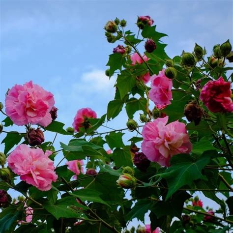 Hibiscus Mutabilis Seeds 100pcspack Urbangardenseed