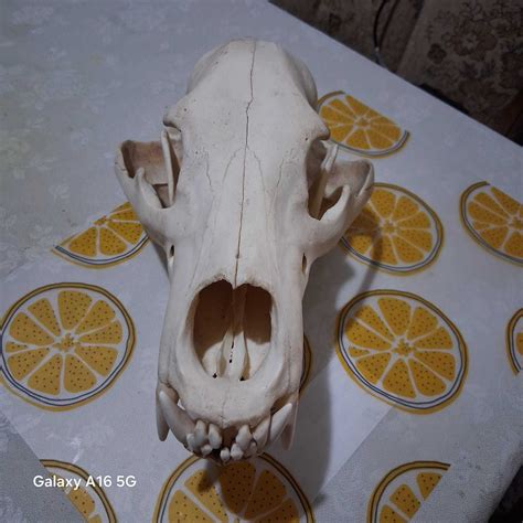 Craniu Urs Brun Matur Sibiu • Olx Ro