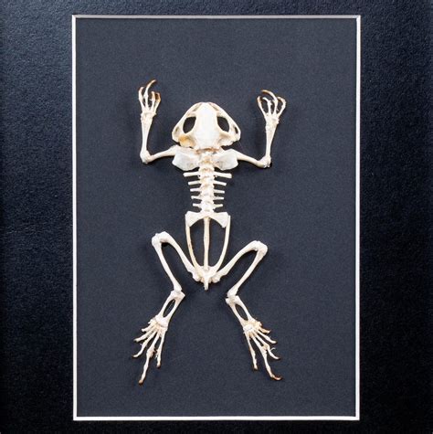 Asian Toad Complete Skeleton Duttaphrynus Melanostictus Taxidermy