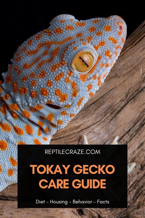Tokay Gecko Archives Reptile Craze