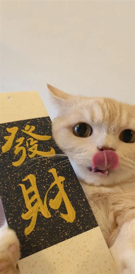萌宠猫猫壁纸 花瓣网