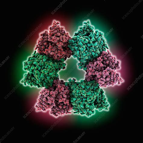 Acyl Acp Synthetase Structure Molecular Model Stock Image C059 6611 Science Photo Library
