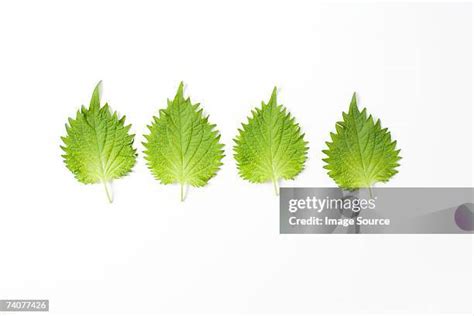 Shiso Leaf Photos And Premium High Res Pictures Getty Images