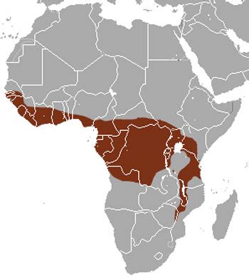 African Civet Habitat