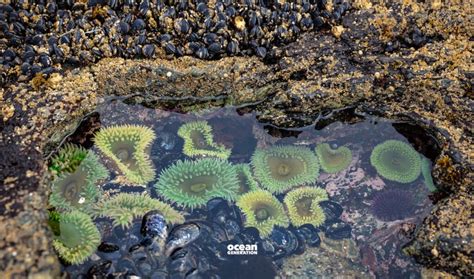 Surviving In The Intertidal Zone The Gateway To The Ocean Ocean
