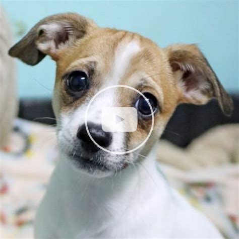 Suzie And Her Puppies Are Outside Pitter Pat Junction