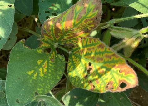Soybean Diseases