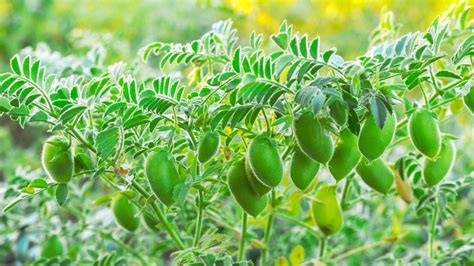 How To Grow Chickpeas Expert Tips To Grow Garbanzo Beans Homes And