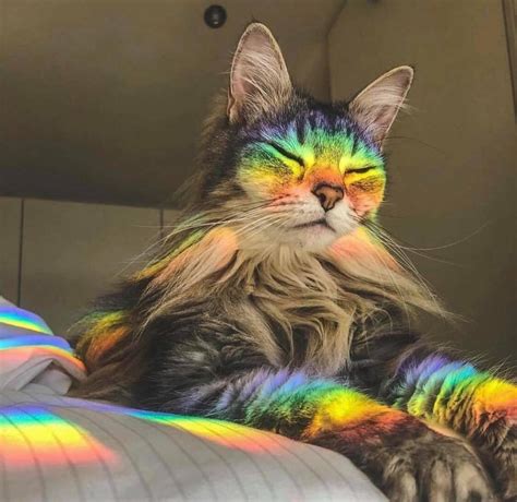 Just A Perfect Rainbow Kitty Aww