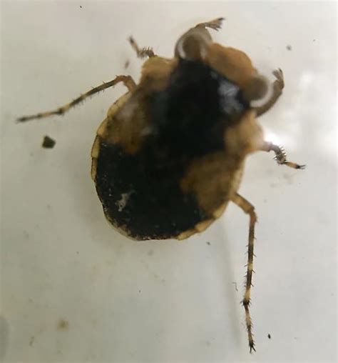 Gelastocoridaetoad Bug Gelastocoris Oculatus Bugguidenet