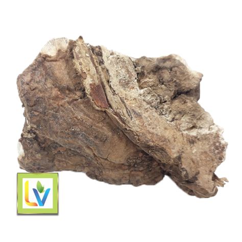 Bạch Linh Củ ThuỐc BẮc SÀi ThÀnh