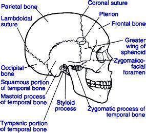 Supraorbital Torus