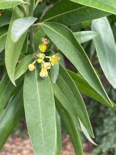 Umbellularia Californica California Laurel Neels Nursery