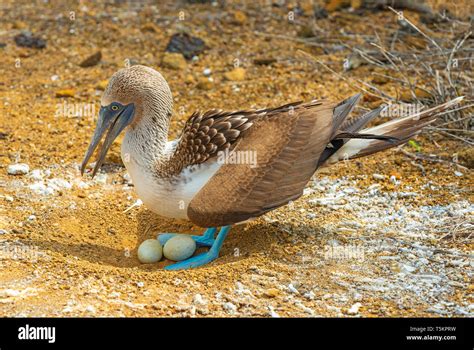 A Blue Footed Booby Sula Nebouxii Brooding Two Eggs In Its Nest By