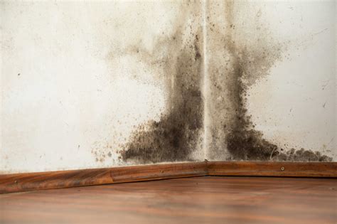 Understanding The Health Effects Of Mold Exposure