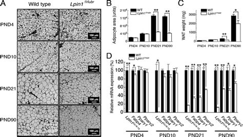 Lipodystrophy Phenotype In Lpin1 1hubr Rats A Dorsal Subcutaneous