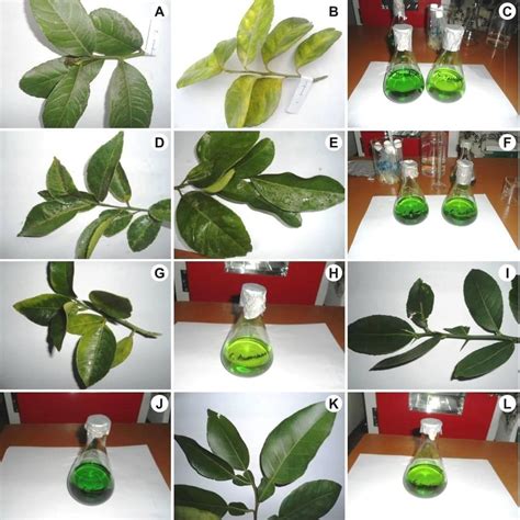 Leaves And Their Chlorophyll Extraction In Acetone Solution A Citrus Download Scientific