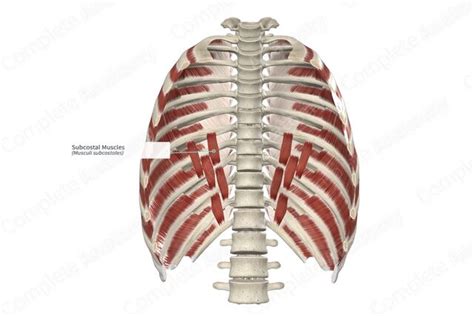 Subcostal Muscles Wikism Sports Medicine Wiki Subcostal Muscles Wikism Sports Medicine Wiki