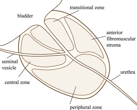 Goblet Cell Diagram