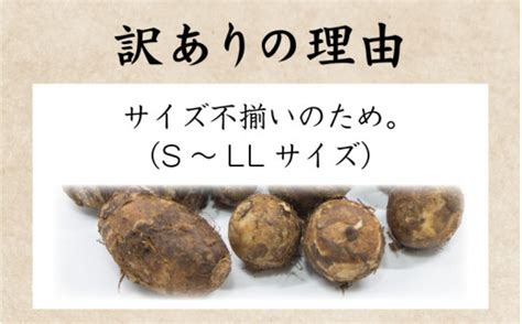 【訳あり】越前大野産 「純ちゃん農園の里芋3kg」サイズs～ll寸 福井県大野市 セゾンのふるさと納税