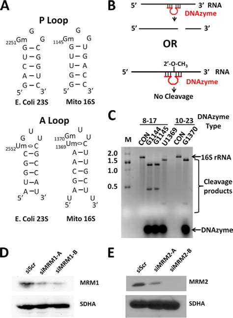 Assignment Of 2′ O Methyltransferases To Modification Sites On The