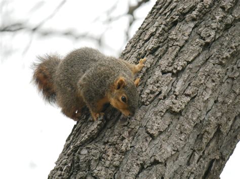 Too Much Squirrel Album On Imgur