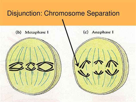 Ppt Non Disjunction Fertilization And Differentiation Powerpoint Presentation Id 4970142