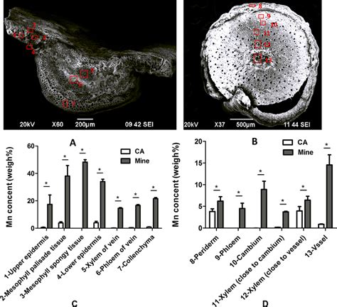 Anatomical Structure Of The Eucalyptus Grandis × E Urophylla A Leaf Download Scientific