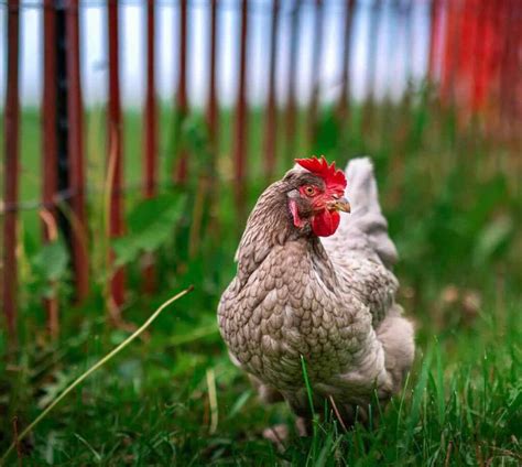 Must Know Sapphire Olive Egger Chicken Breed Guide Tips