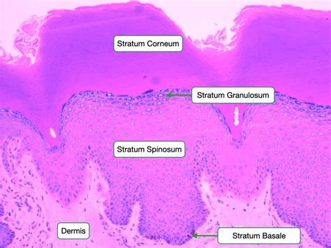 Layers Of Epidermis Histology
