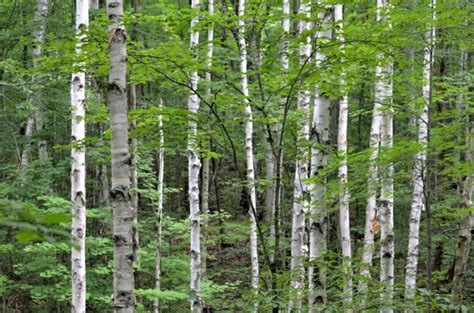 Birch Tree Care And Growing Tips Uk