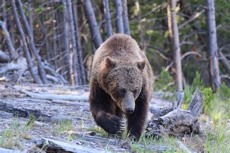 First Grizzly Bears Of 2025 Spotted In Yellowstone Grand Teton