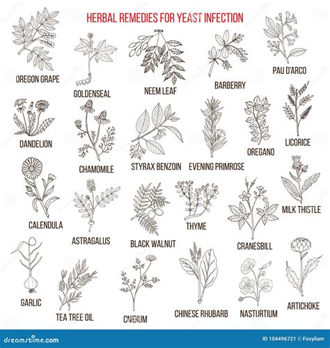 Best Herbal Remedies For Yeast Infection Stock Vector Illustration Of