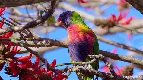 Rainbow Lorikeet Sound And Courtship Mating Call Youtube