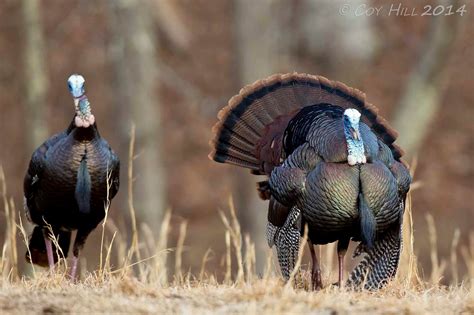 Country Captures Strutting Their Stuff