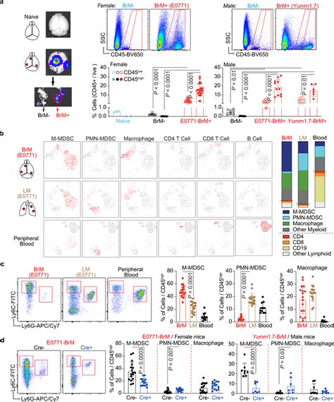 Type I Ifn Activation In Astrocytes Facilitate Monocytic Myeloid Cell