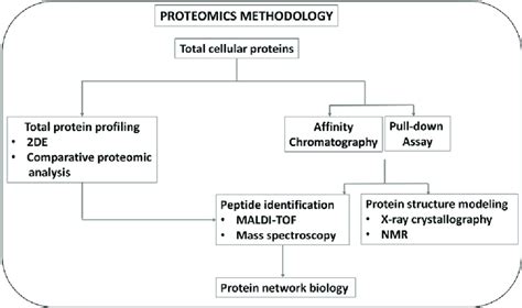 An Illustration Of A General Methodology Employed In Proteomics