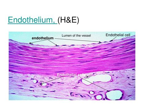 Ppt Levels Of Organization Cells Tissues Organs Organ