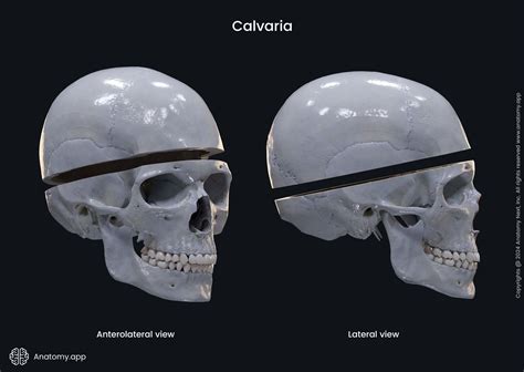 Difference Between Cranial And Cranium