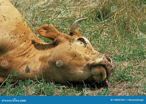 Dead Cows With Flies Stock Image Image Of Cows Bovidae 196847561