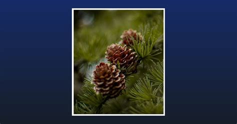 Michael Wayne Campbell Obituary March 29 2025 Nicholson Funerals And Cremations